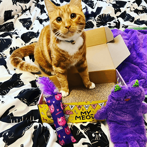 Toys, treats & fun for cats | Monthly subscription box